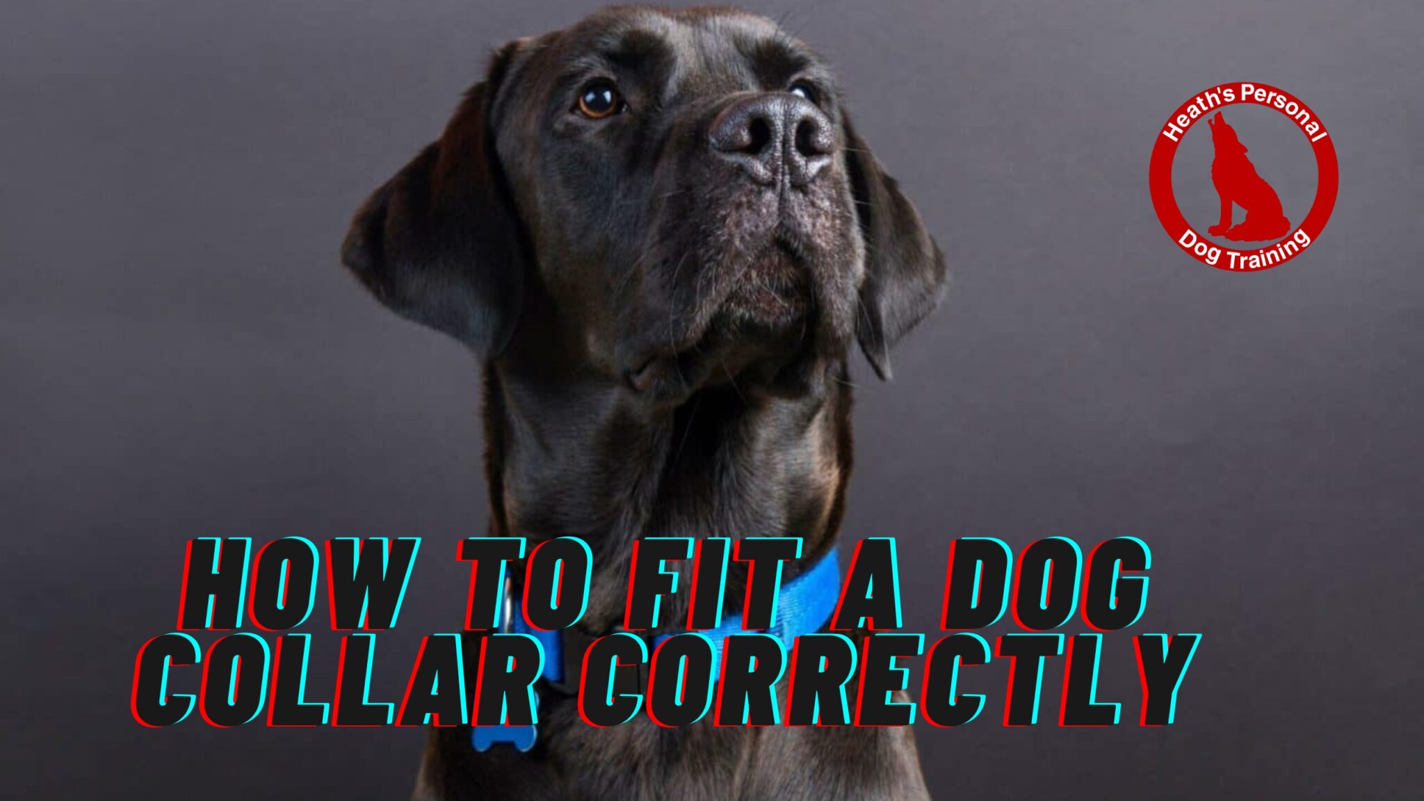 How to Fit a Dog Collar Correctly (No Flappy Bits) | HPDT