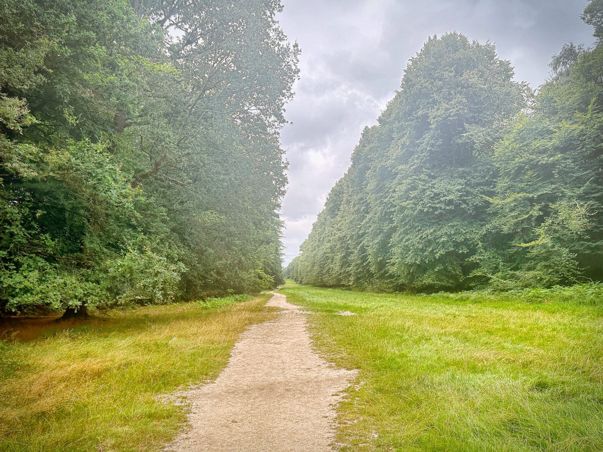 Ashridge Estate Walk | Heath's Personal Dog Training in Essex ...