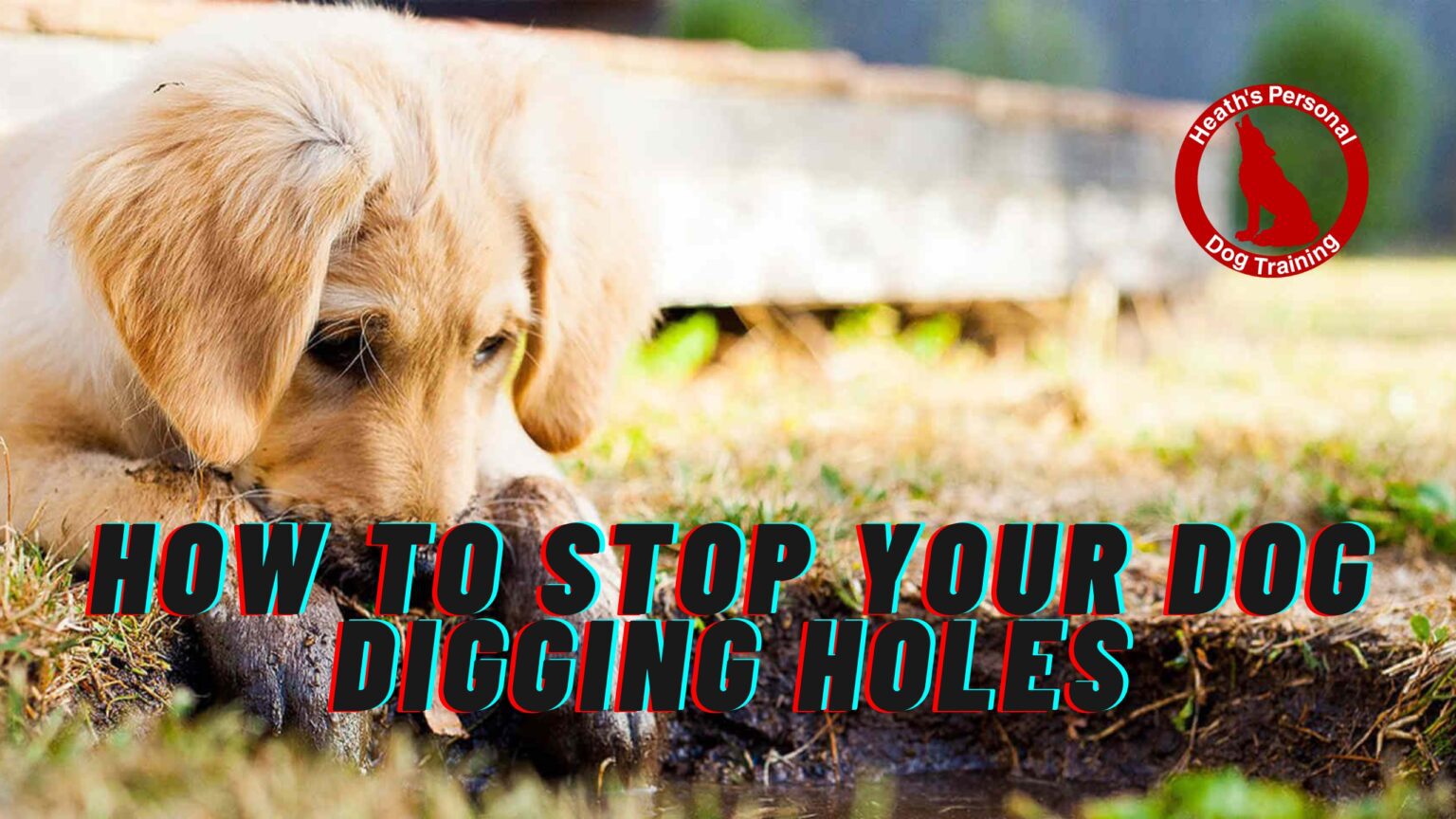 How to Stop Your Dog Digging Holes | HPDT