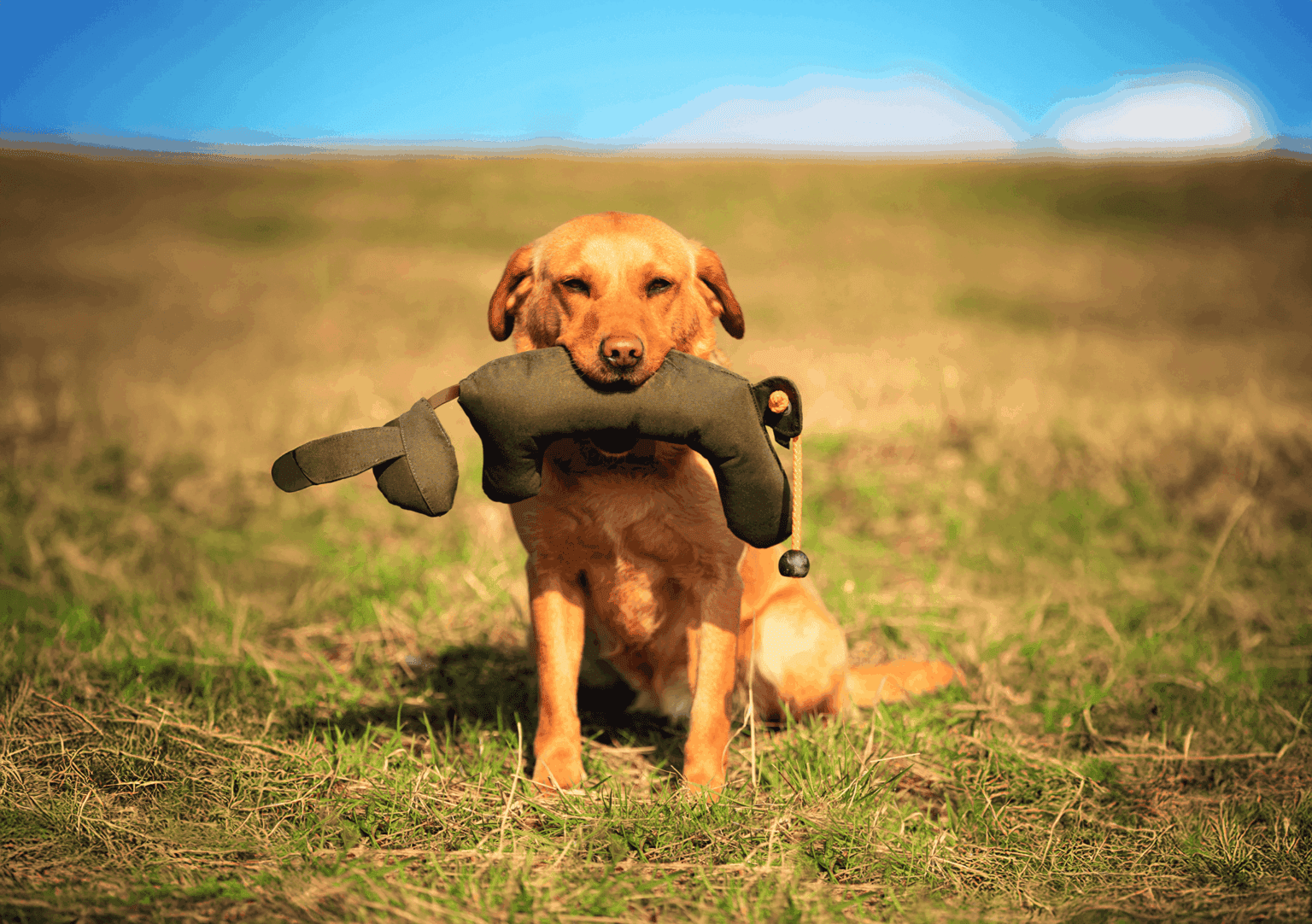 Working vs Show Line Dogs: What’s the Difference? | HPDT