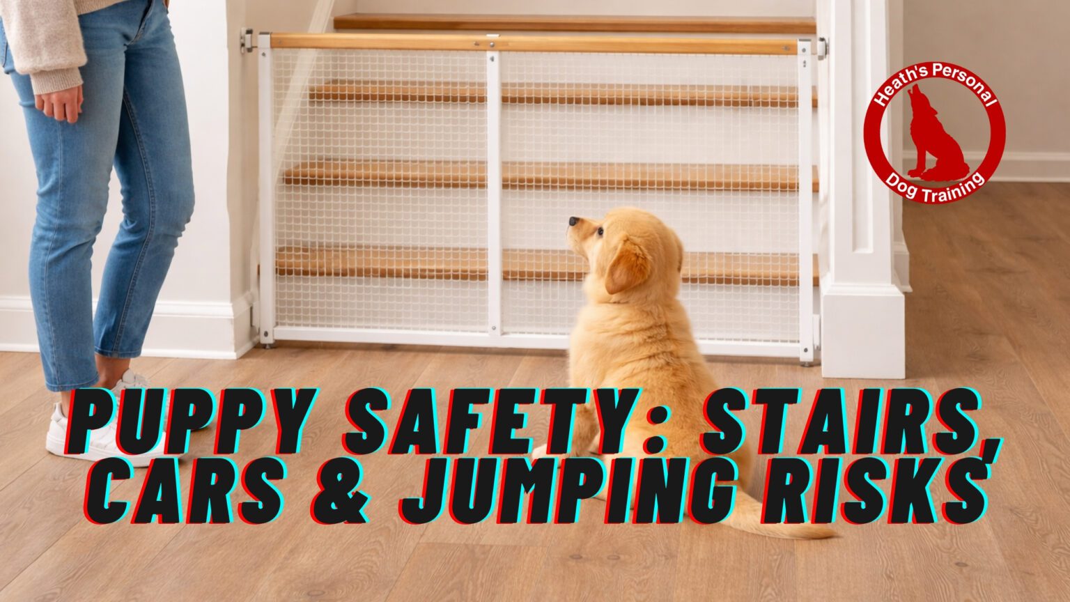 Puppy Safety: Stairs, Cars & Jumping Risks | HPDT