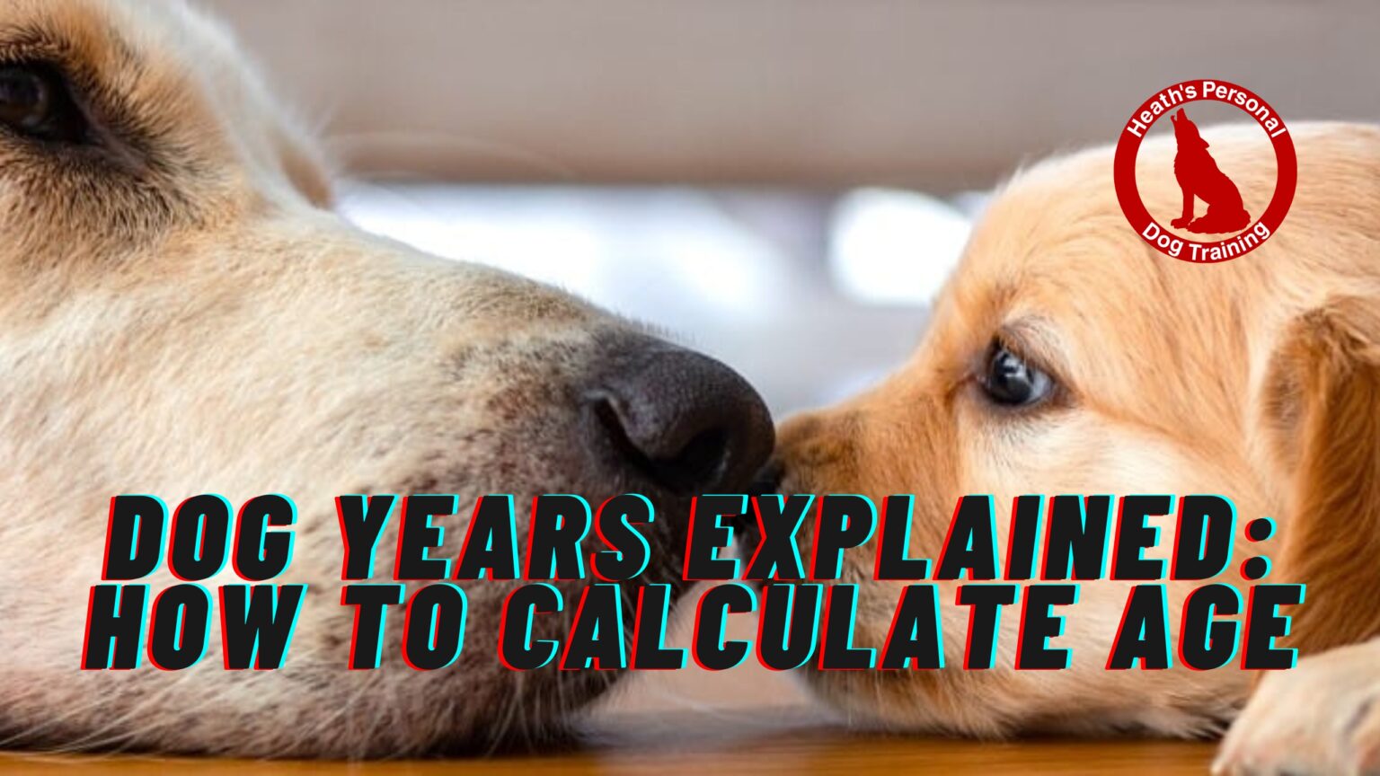 Dog Years Explained: How to Calculate Age | HPDT